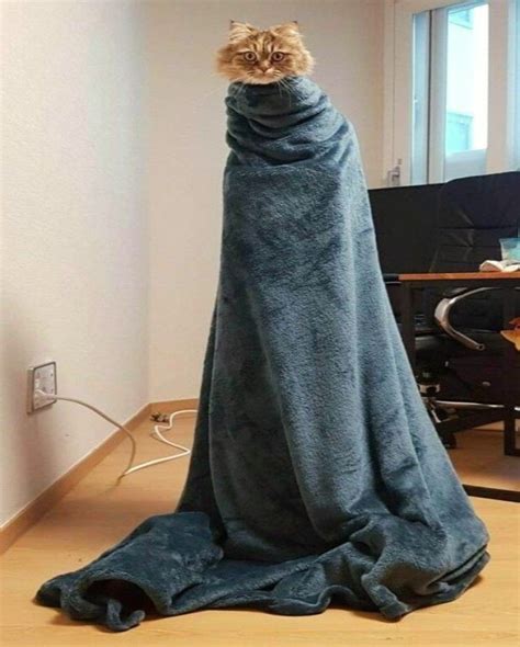 Dont Show Your Cat On Twitter Tall