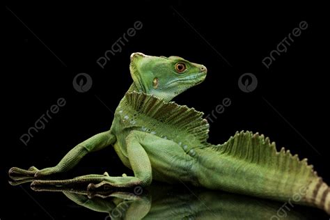 Basilisks Background Images Hd Pictures And Wallpaper For Free Download Pngtree