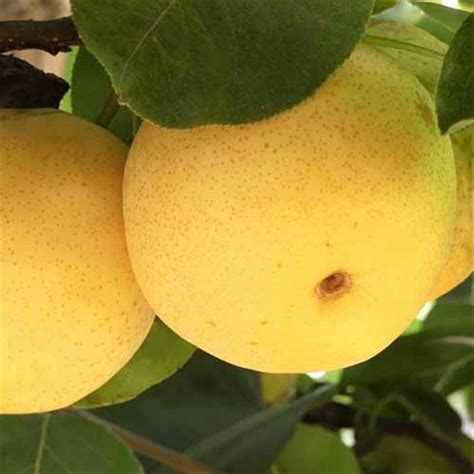 How To Grow And Care For Asian Pear Trees Gardeners Path