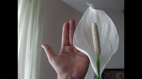 Сухие цветоносы спатифиллума удалить из пазухи листа непросто Отделяем