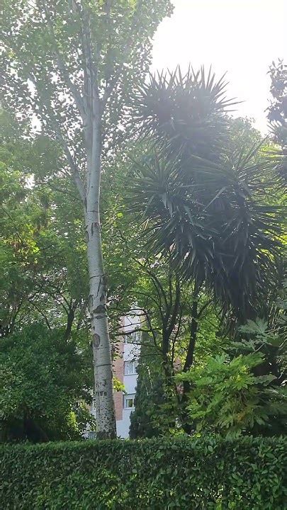 Que La Paz De Dios Todo Poderoso Derrame Lluvias De Bendiciones Para Todos ️ 🙏 Youtube