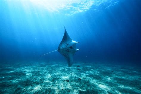 Other Marine Animals Pacific Whale Foundation