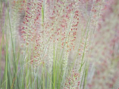 Flowering Grass Photograph By Julie Pacheco Toye Pixels