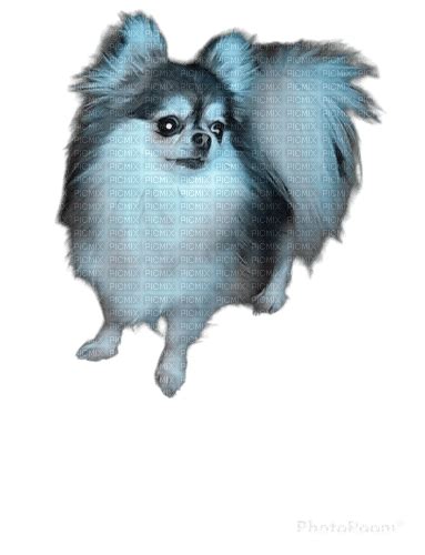 Pomchi Free Png Picmix