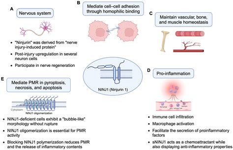Ninj1 In Cell Death And Ferroptosis Implications For Tumor Invasion