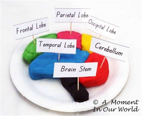 Human Body Brain And Nervous System In 2025 Brain Models Nervous