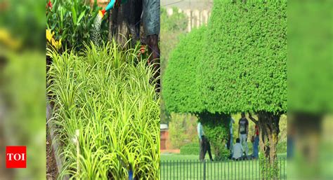 Sapling Hc How Can Sapling Replace Fully Grown Tree Delhi News Times Of India