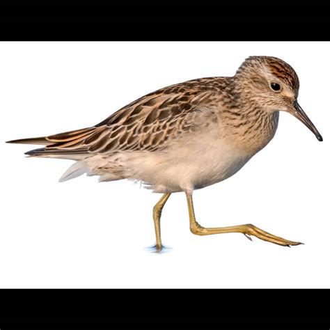Sharp Tailed Sandpiper Calidris Acuminata Identification Birda
