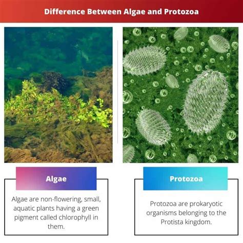 Algae Vs Protozoa Difference And Comparison