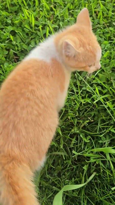 Bbye Kitty Isnt So Bad Now Youtube