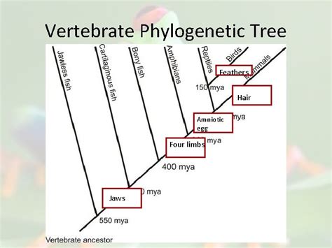 Amphibians Vertebrate Phylogenetic Tree Feathers Hair Amniotic Egg