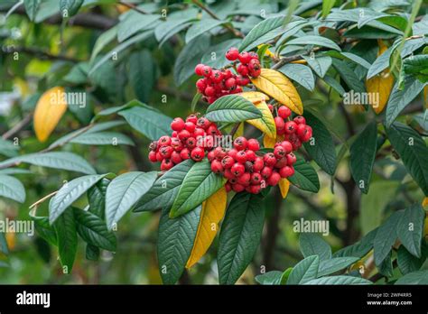 Waterers Cotoneaster Cotoneaster X Watereri Cornubia Germany