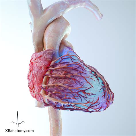 Bogdan Leahu Hearts Electrical Activity