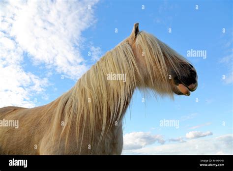 Tinker Mix Hi Res Stock Photography And Images Alamy