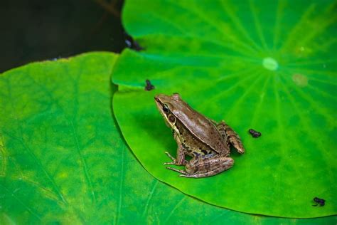 Berita Proses Peredaran Darah Pada Katak Terbaru Hari Ini Bobo