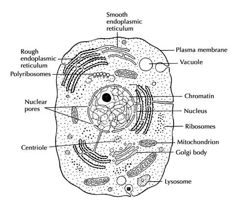 Cell Structure And Function Cells The Basic Units Of Life Artofit