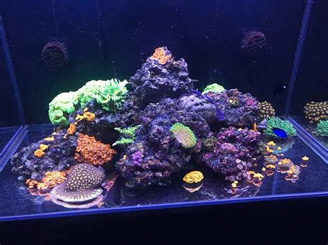 Bare Bottom Reef Tank Pros And Cons Reef Tank Resource