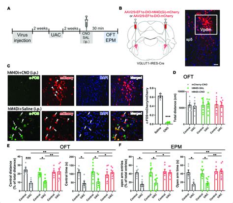 Chemogenetic Inhibition Of Vglut1 Ir Neurons In The Vpdm Alleviates
