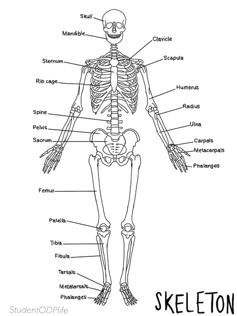 Skeleton Labelled Etsy