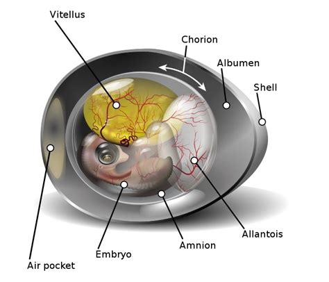 What Is The Difference Between Amnion And Allantois Pediaacom