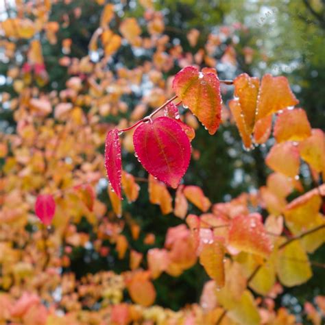 Cercidiphyllum Japonicum Buy Katsura Trees Caramel Tree Ornamental Trees