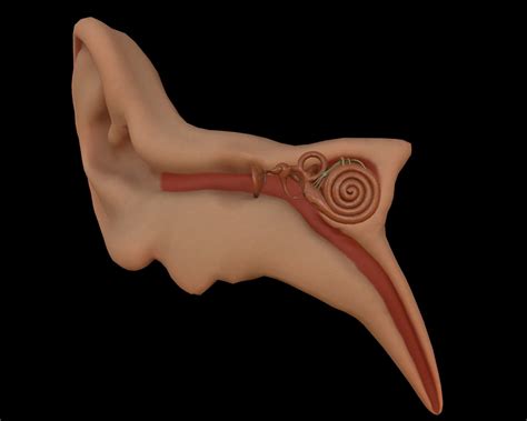 Ear Anatomy 3d Model