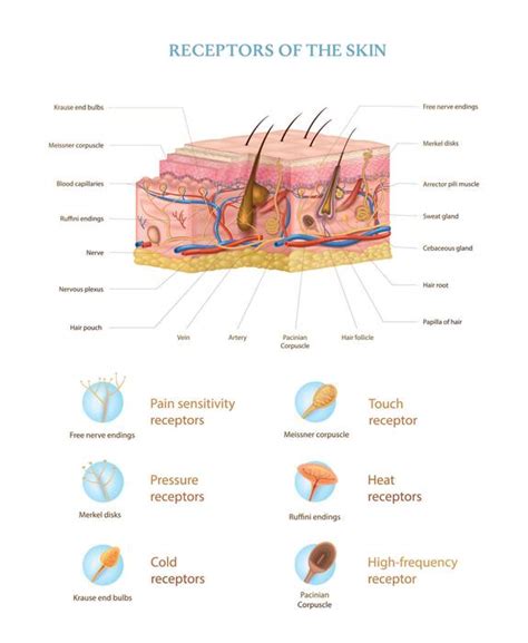 Human Skin Layers Vector Art Icons And Graphics For Free Download