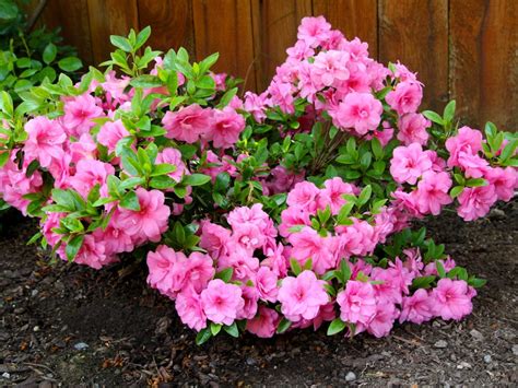 White Spots On Azalea Flowers At Dustin Herzog Blog