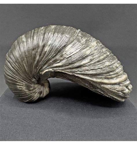 Fossils For Sale Fossils Lower Jurassic Lower Lias Devils