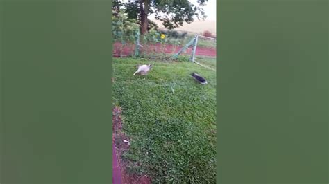 Meg E Nina Brincando Youtube