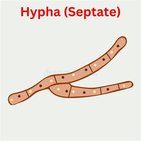 Septate Fungi Stock Illustrations 258 Septate Fungi Stock