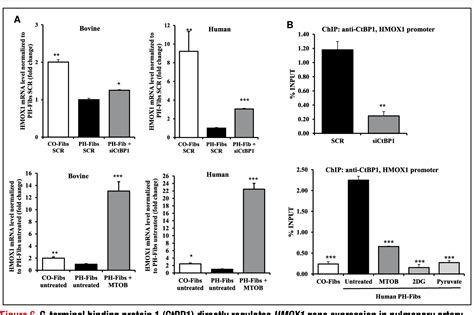 Figure 6 From Metabolic Reprogramming Regulates The Proliferative And Inflammatory Phenotype Of