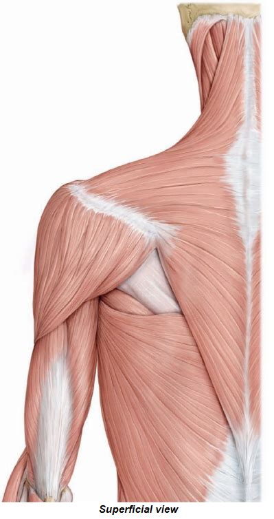 Upper Limb Muscles Superficial Posterior View Diagram Quizlet