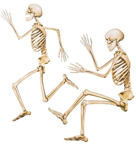 Pin By M80 On Physio Workout Human Skeleton Anatomy Skeleton Decorations Anatomy Bones