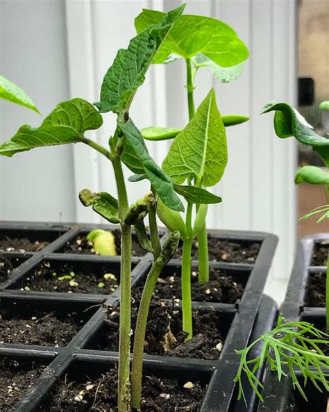 Confessions Of A Rule Breaking Lima Bean Grower Sow True Seed