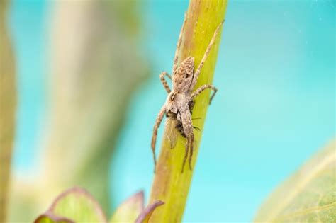 Premium Photo Pisaura Mirabilis Nursery Web Spider