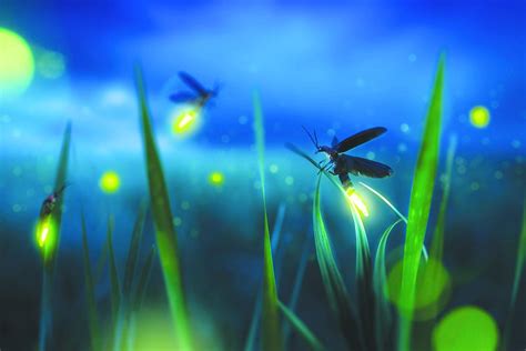Discovering Fireflies In Nature And Inviting Them Into Your Backyard