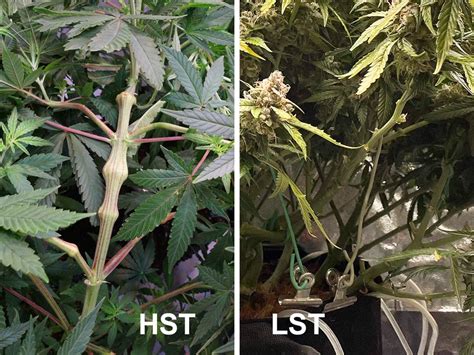 Understanding Cannabis Nodes And Internodes Dutch Passion