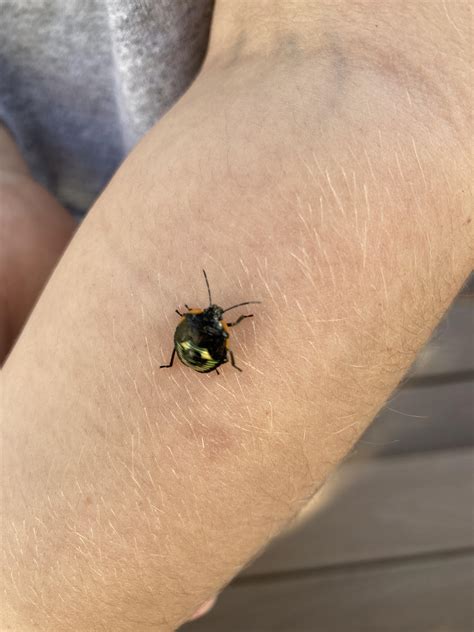What Is This Seems Like Some Kind Of Stink Bug East Tennessee R Insect