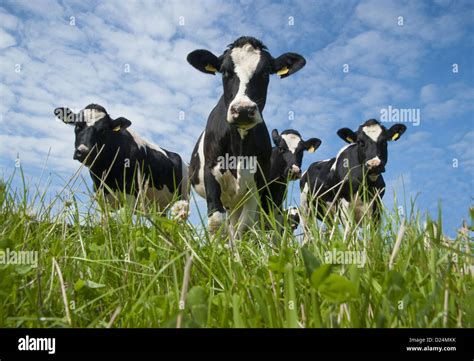 Domestic Cattle Holstein Friesian Type Dairy Cows Herd Standing In
