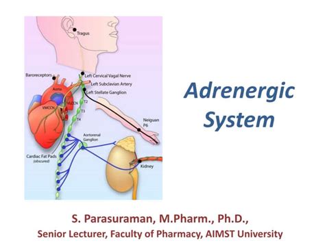 Introduction To Adrenergic Receptors And Types Pptx