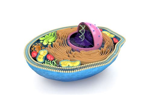 3d Rendering Of The Human Cell Cross Section Stock Illustration