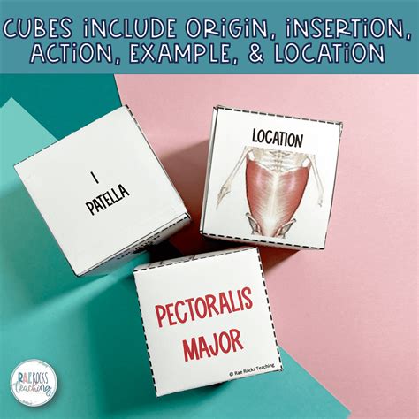 Pectoralis Major Muscle Origin And Insertion