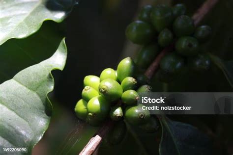 유기농 아라비카 커피 녹두를 농장에서 손에 넣고 농부가의 손으로 로부스타와 아라비카 커피 열매를 수확하고 노동자는 나뭇가지에 아라비카 커피 열매를 수확하고 수확 개념을