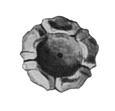 Louisville Fossils And Beyond 2023