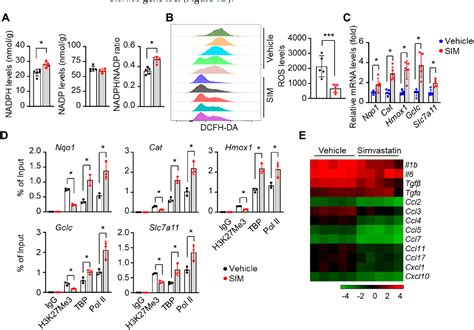 Figure 8 From Simvastatin Mediated Nrf2 Activation Induces Fetal Hemoglobin And Antioxidant