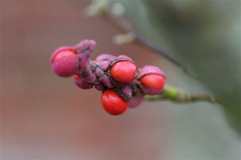 Identify Vines By Seeds