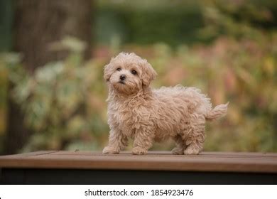 Teacup Maltese Poodle Mix