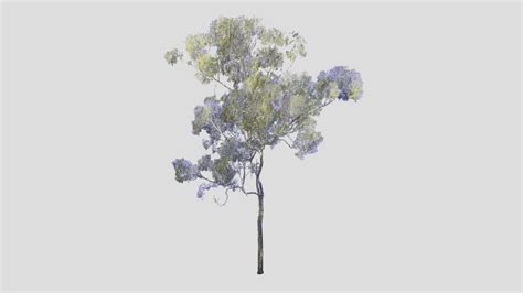 Tree Point Cloud Buy Royalty Free 3d Model By Magnumopus Tree