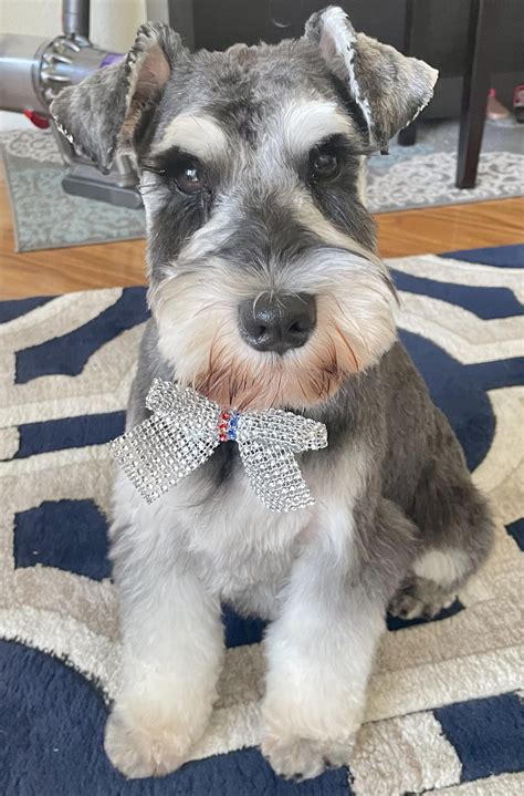 Mini Schnauzer Haircuts Before And After Haircuts From Ellies Mini